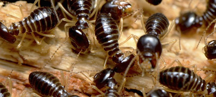 Ant and Crawling Insect Control Products - Buy Online SPR Centre UK