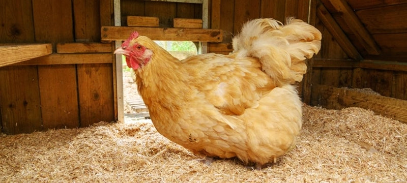 Poultry Bedding | Chicken Bedding - Buy Online SPR Centre UK