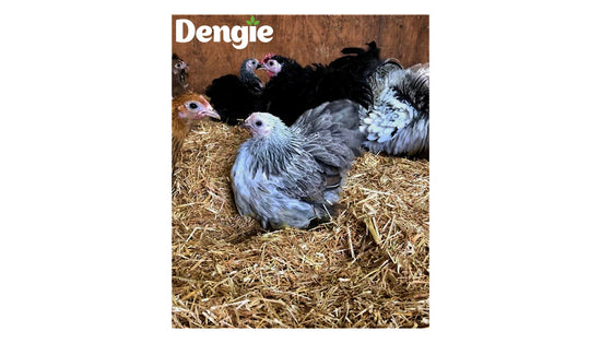 Dengie - Fresh Bed for Chickens 50 Litres - Buy Online SPR Centre UK