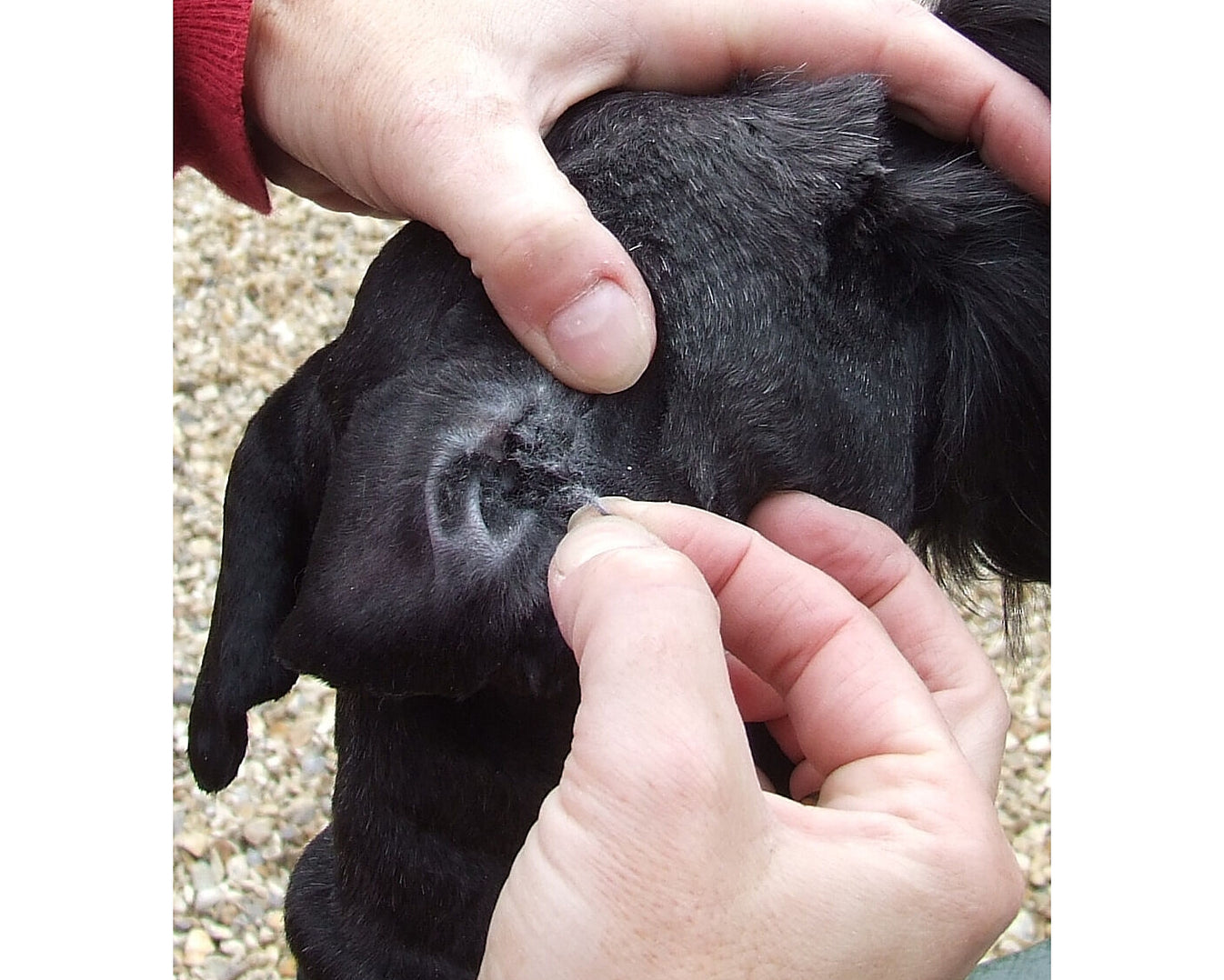 Thornit Canker Powder for Dogs, Cats & Rabbits - Buy Online SPR Centre UK